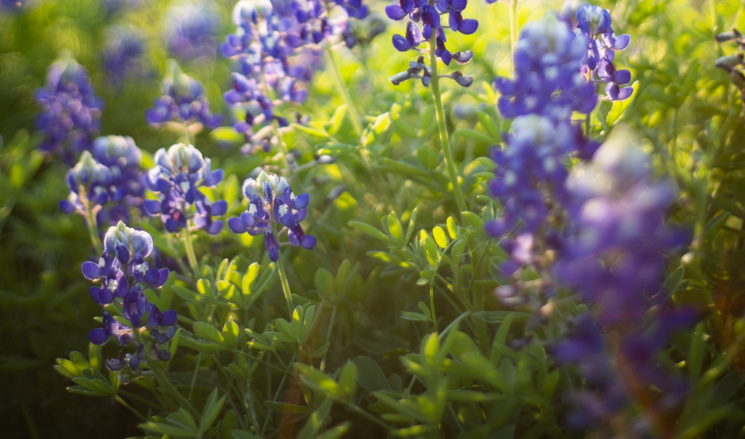 Magnolia Realty | DFW Grapevine Real Estate | Magnolia Realty
